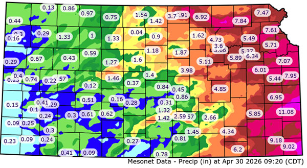 Effect of Standing Water and Saturated Soils on Corn | K-State | Kansas ...
