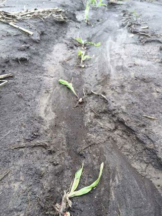 Effect of Standing Water and Saturated Soils on Corn | K-State | Kansas ...
