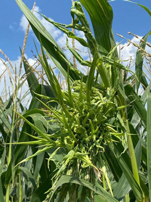 Effect of Standing Water and Saturated Soils on Corn | K-State | Kansas ...