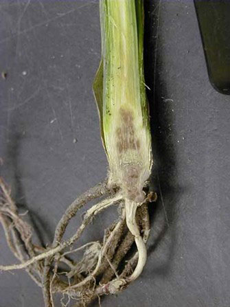 Effect of Standing Water and Saturated Soils on Corn | K-State | Kansas ...