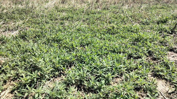 Get Ahead of Weeds: Preplant Herbicide Options for Grain Sorghum | K ...